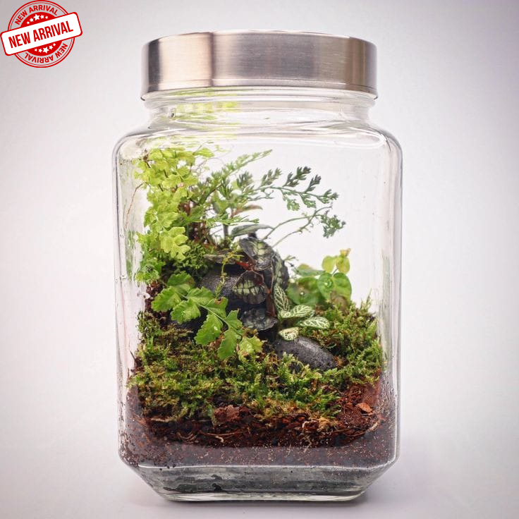Mini Oasis Terrarium DIY Kit with Moss and Live plants included (8 inc ...